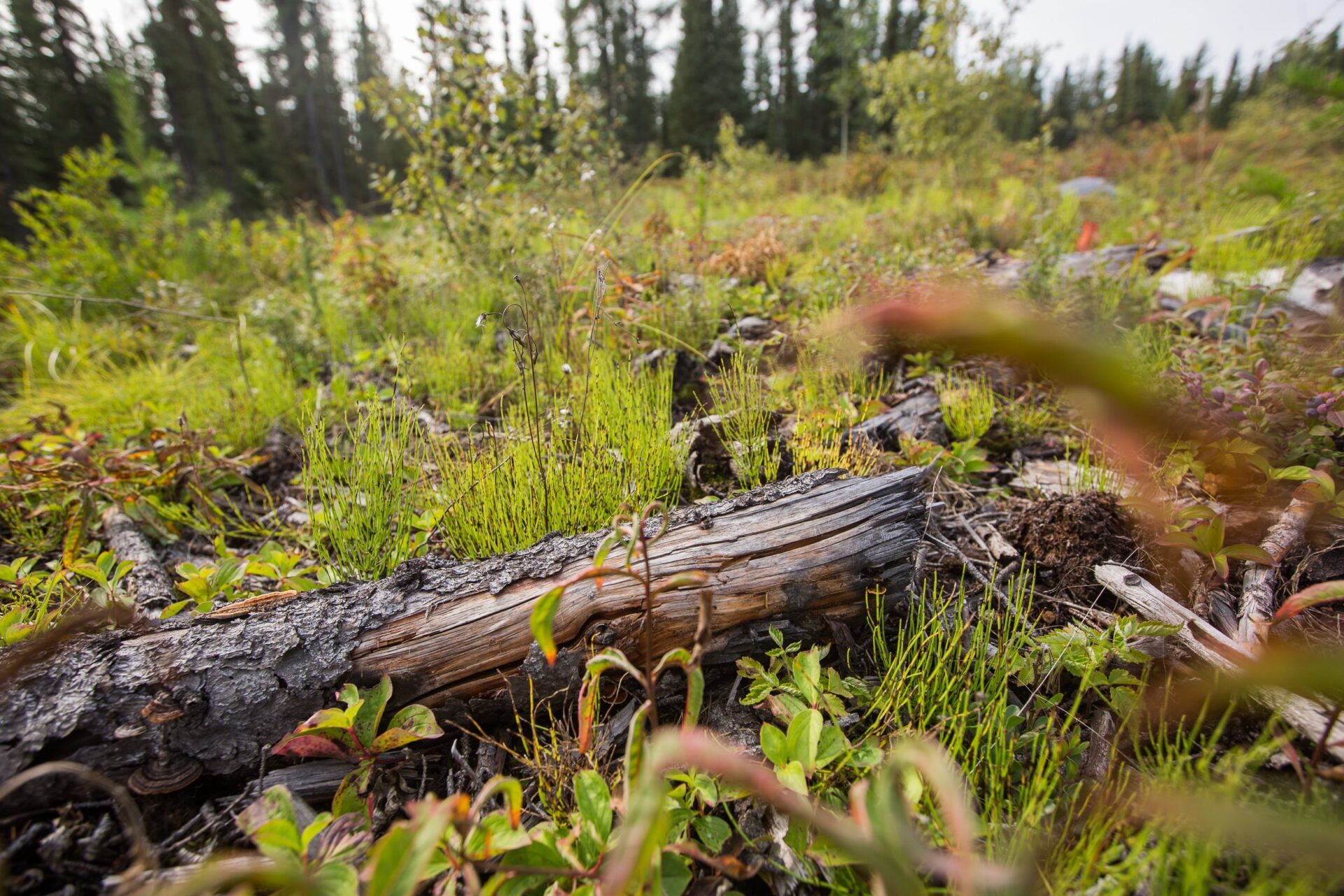 ABMI Report: Biodiversity Status in Alberta's Oil Sands- Pathways Alliance