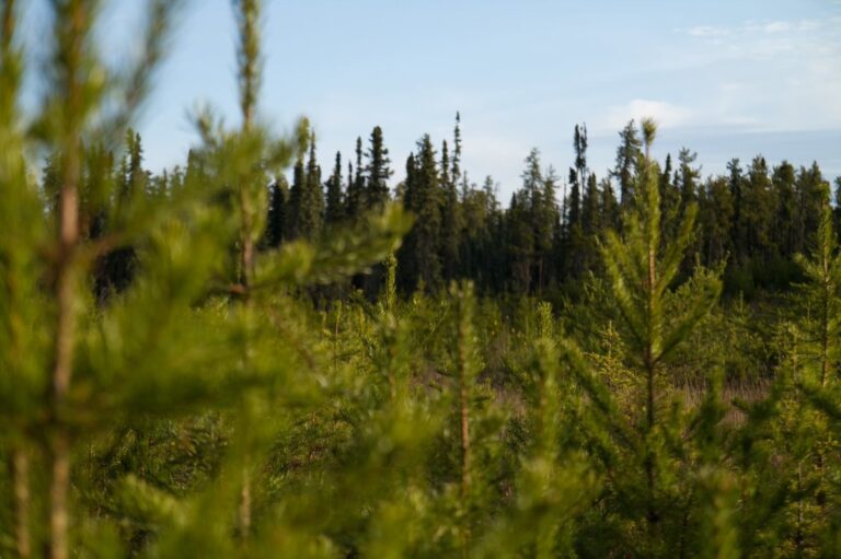 Five facts about Canada’s boreal forest - Pathways Alliance